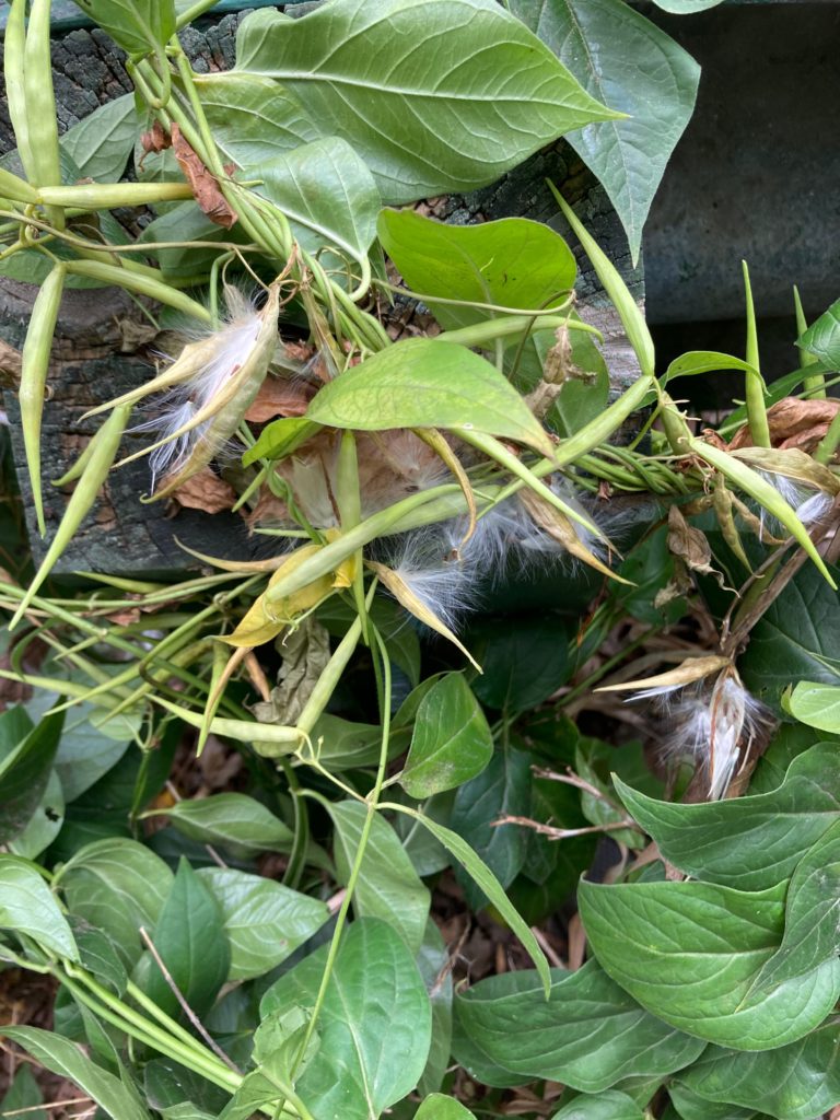 Identify Your Invasives – Toronto Nature Stewards